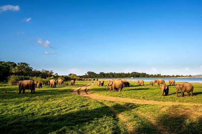 Wild Elephant Safari in Minneriya National Park - FAQ