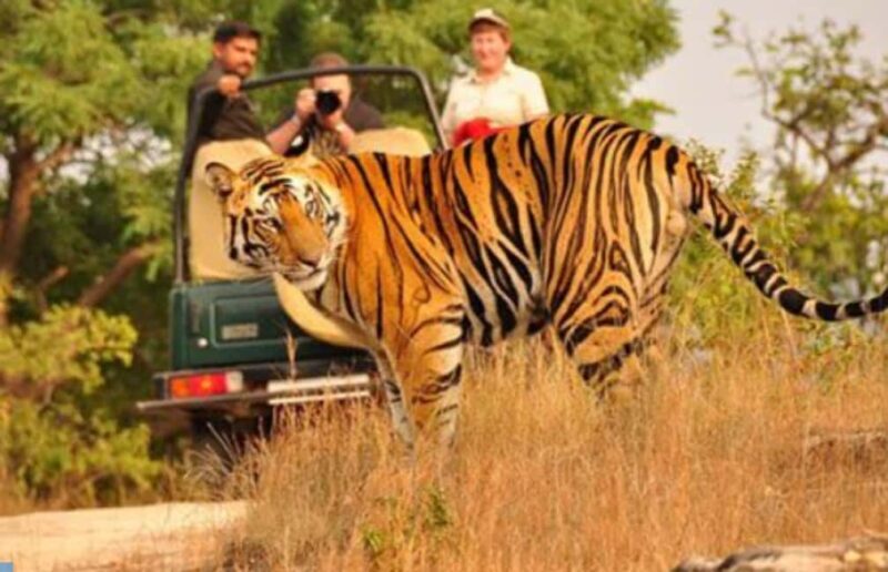 Wild Escape: 3 Days Ranthambore Safari Adventure from Delhi - Wildlife & Park Experience