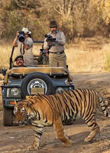 Wild Escape: 3 Days Ranthambore Safari Adventure from Delhi - The Sum Up