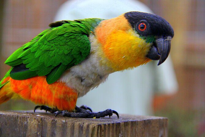 Wild Florida Adventure Package Tour with Transportation - The Value and Experience