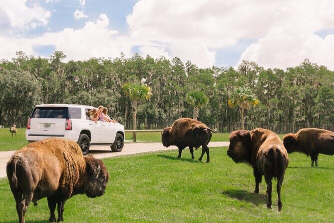 Wild Florida Drive-Thru Safari and Gator Park Admission - The Itinerary in Detail