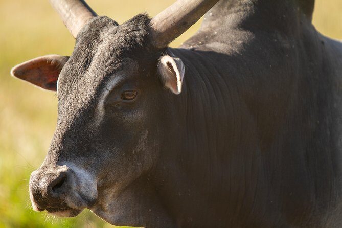 Wild Florida Drive-Thru Safari and Gator Park Admission - The Authentic Experience and What Makes It Special