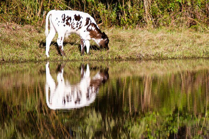 Wild Florida Drive-Thru Safari and Gator Park Admission - Frequently Asked Questions