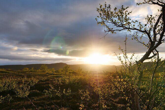 Wild Food & Foraging Hike with Open Fire Lunch - Exploring the Wild Food & Foraging Hike in Lapland