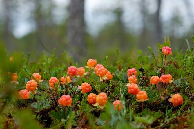 Wild Forest Berries and Mushrooms Picking Tour - Discovering Rovaniemi’s Natural Bounty