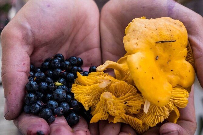Wild Forest Berries and Mushrooms Picking Tour - What’s Included and What to Expect