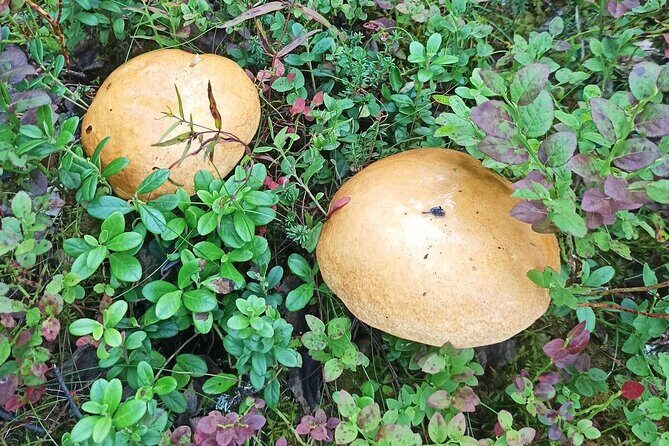 Wild Forest Berries and Mushrooms Picking Tour - Who Is This Tour For?
