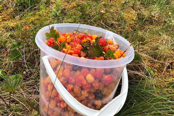 Wild Forest Berries and Mushrooms Picking Tour - Final Thoughts: Is It Worth It?