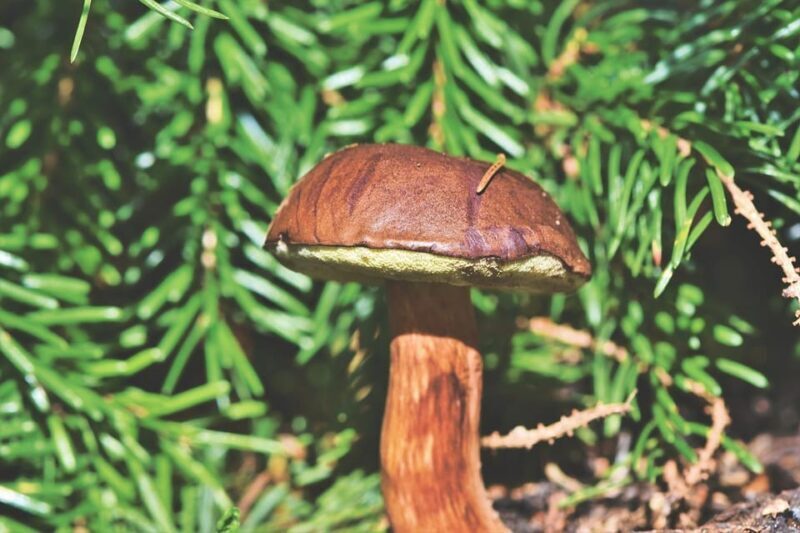 Wild forest mushrooms and berries picking tour - Exploring the Forest: An Adventure in Authenticity