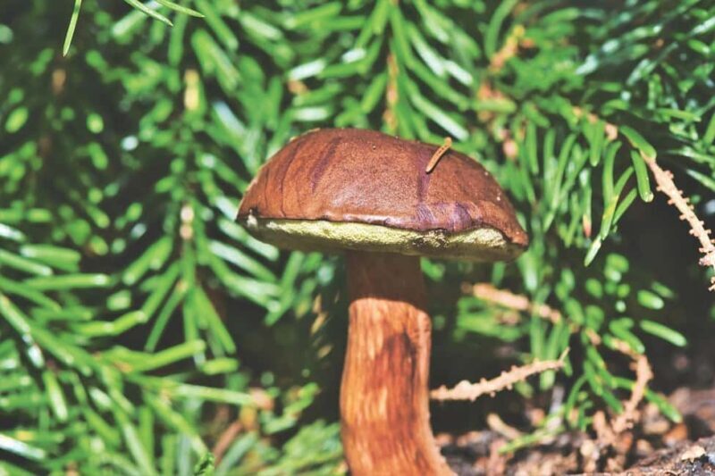 Wild forest mushrooms and berries picking tour - Harvesting and Taking Home Your Bounty