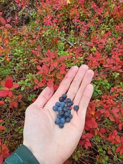 Wild forest mushrooms and berries picking tour - Why This Tour Works for Travelers