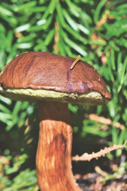 Wild forest mushrooms and berries picking tour - The Sum Up