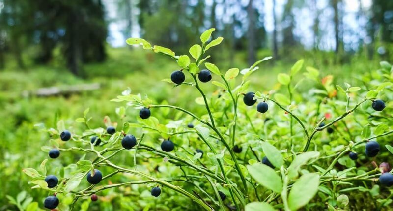 Wild forest mushrooms and berries picking tour - FAQ