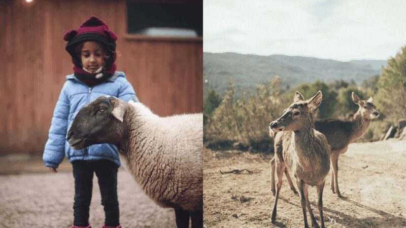 Wild Forest Reserve Foundation - Caregiver for a day - Why the Price is a Worthwhile Investment