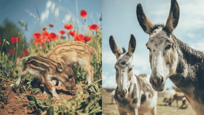 Wild Forest Reserve Foundation - Caregiver for a day - Who Will Love This Experience?