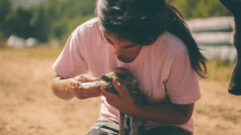 Wild Forest Reserve Foundation - Visit - An In-Depth Look at the Wild Forest Reserve Foundation Visit