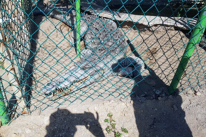 Wild & Free: Lagoon Boat, Beach Horseback, Crocs & Turtle Release - Visiting the Crocodile Farm: Discovering Nature’s Giants