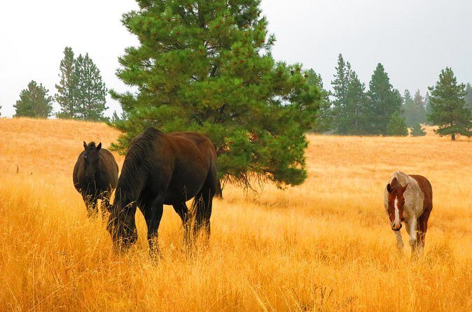 Wild Horse Island Flathead Lake Kayak Tour - Who Will Love This Tour?