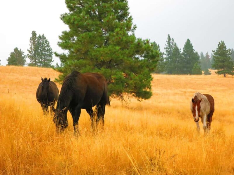Wild Horse Island/Flathead Lake: Kayak Tour - What’s Included and What to Expect