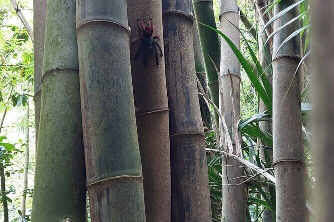 Wild Immersion: Hiking in the Heart of the Rainforest - Exploring the Journey: What the Tour Offers