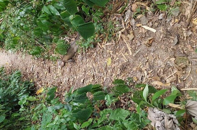 Wild Immersion: Hiking in the Heart of the Rainforest - The Bottom Line