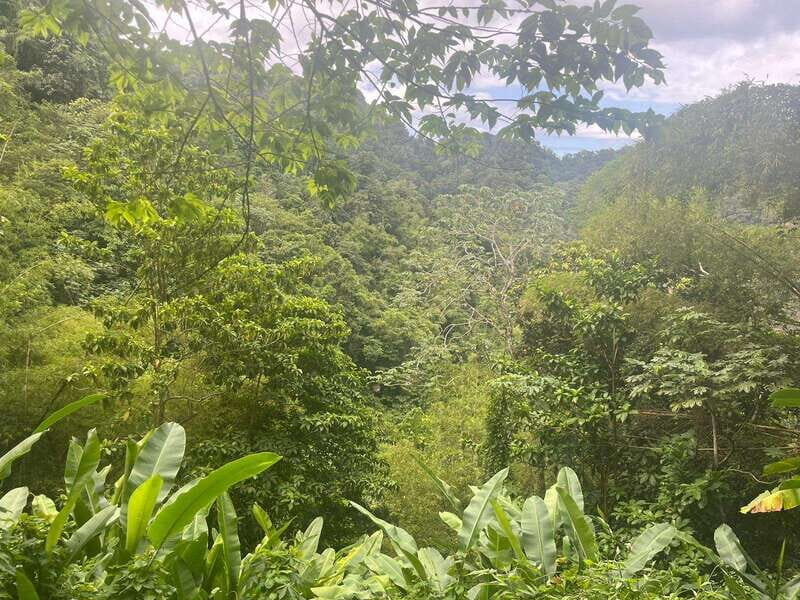 Wild Immersion : Hiking in the Heart of the Tropical Forest - Exploring the Tour Overview