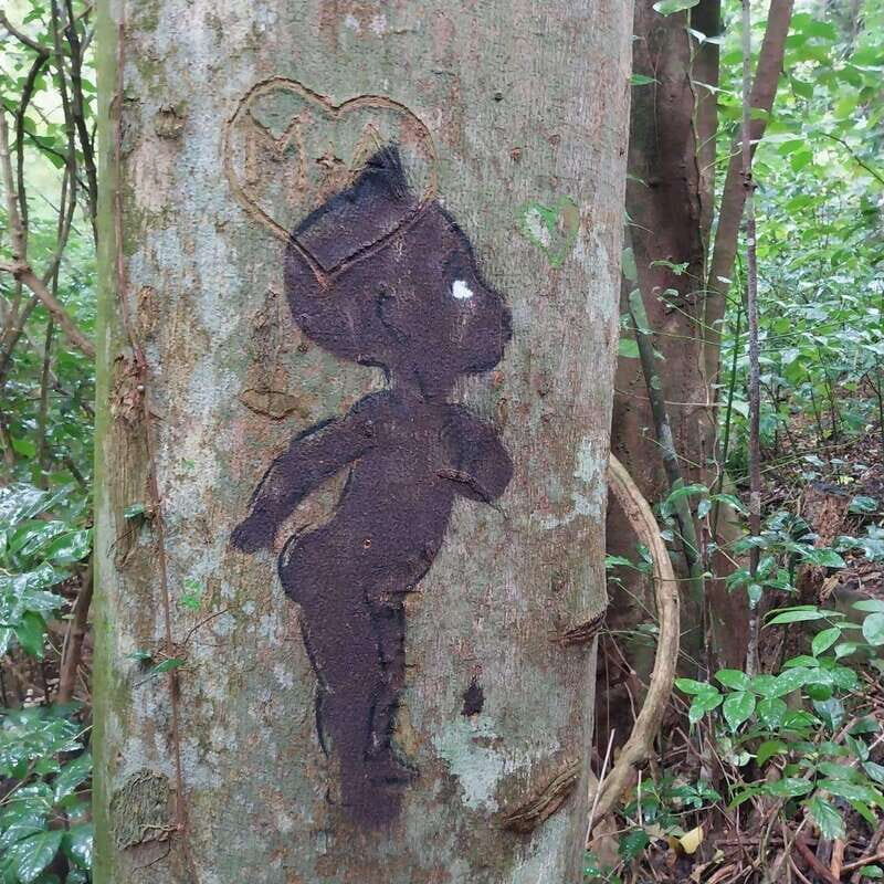 Wild Immersion : Hiking in the Heart of the Tropical Forest - The Itinerary in Detail