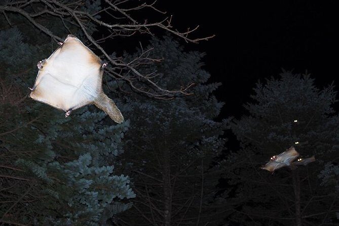 Wild Japanese Flying Squirrel Watching Tour in Nagano - Practical Details: What to Expect