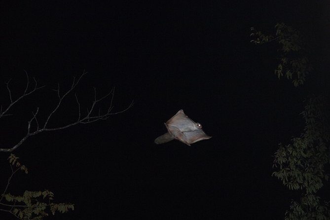 Wild Japanese Flying Squirrel Watching Tour in Nagano - FAQ