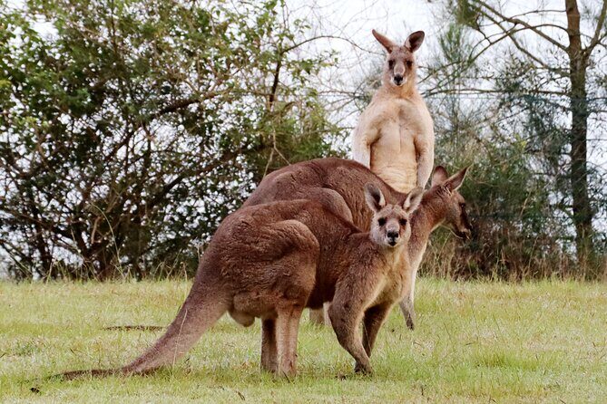 Wild Kangaroos, Blue Mountains and a Cruise - An Enthusiastic Look at the Wild Kangaroos, Blue Mountains, and a Cruise Tour