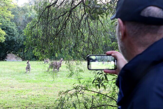 Wild Kangaroos, Blue Mountains and a Cruise - Key Points