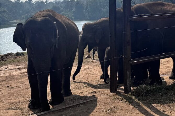 Wild Life Jeep Safari Tour at Bannerghatta with Private Transfer - A Detailed Look at the Bannerghatta Jeep Safari Experience