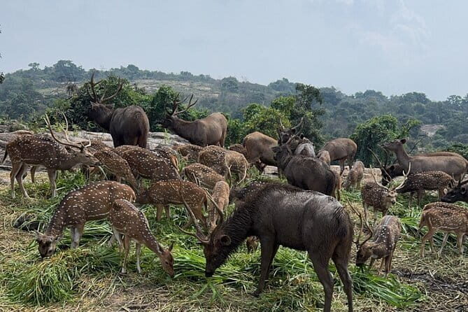 Wild Life Jeep Safari Tour at Bannerghatta with Private Transfer - The Experience: What to Expect and What Not