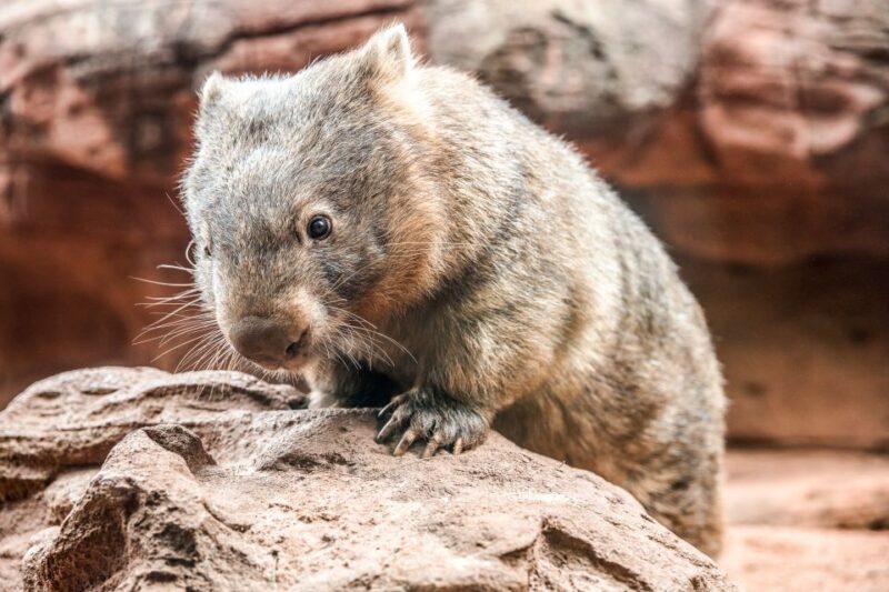 WILD LIFE Sydney Zoo - Key Points