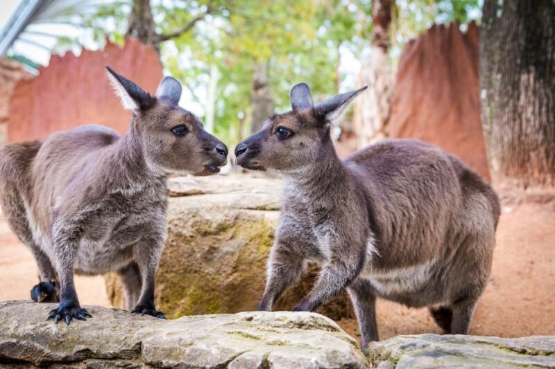 WILD LIFE Sydney Zoo - A Practical Look at the Experience