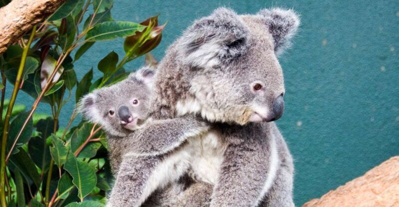 WILD LIFE Sydney Zoo - Who Will Love WILD LIFE Sydney Zoo?