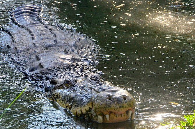 Wild life tour in Chennai with guide and private car - The Itinerary: What You’ll Experience