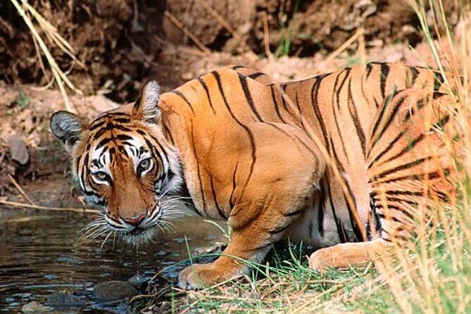 Wild Life Tour (JimCorbett 2Night) by Happyweekands.com - Exploring the Itinerary in Detail