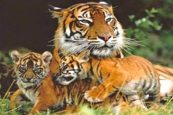 Wild Life Tour (JimCorbett 2Night) by Happyweekands.com - Authenticity and Quality