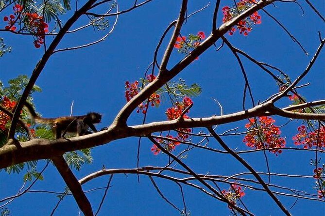 Wild Monkey Adventure (Private, Full Day) - Who Will Love This Tour?