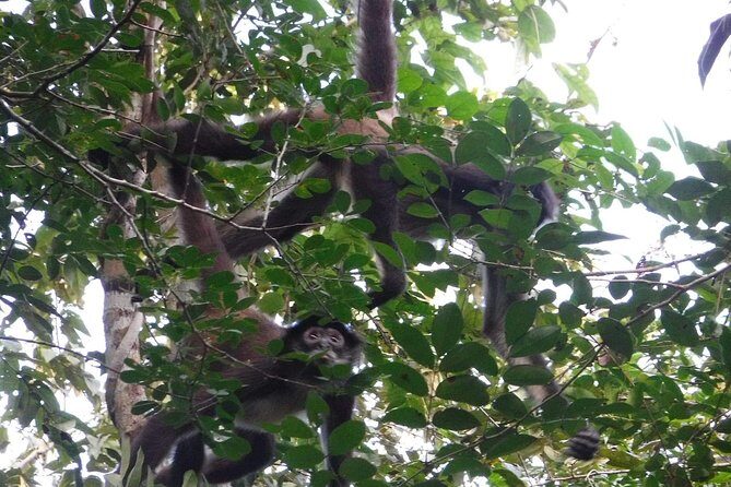 Wild Monkey Tour (Private, Half Day) - Final Words