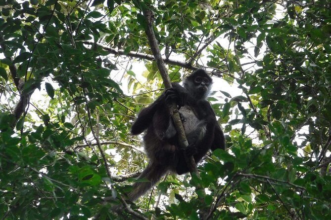 Wild Monkey Tour (Private, Half Day) - FAQ
