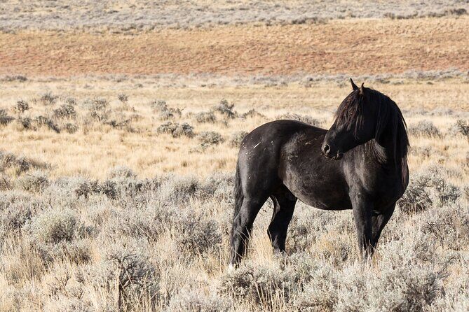 Wild Mustang Half Day Tour - Cody Wyoming - Private - Final Thoughts: Who Will Love This Tour?