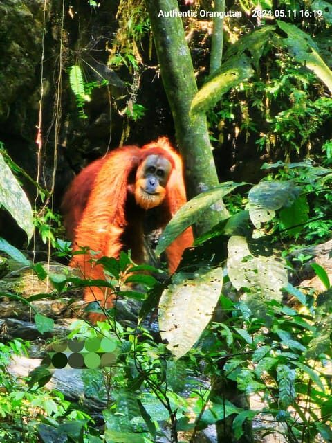 Wild Orangutan Trek: 2-Day Adventure in Gunung Leuser Park - Who Should Consider This Tour?
