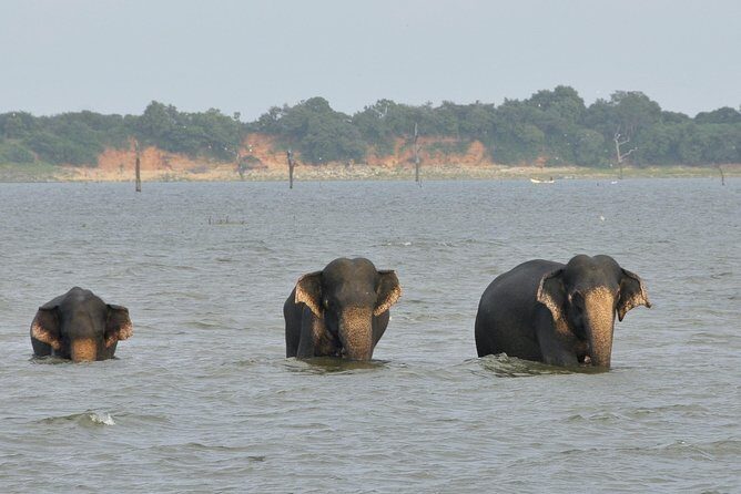 Wild Safari Udawalawe from Bentota - Final Thoughts