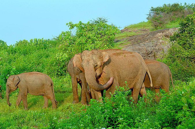 Wild Safari Udawalawe from Mount Lavinia - What the Reviews Say