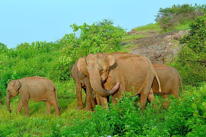 Wild Safari Udawalawe from Mount Lavinia - Who Will Love This Tour?