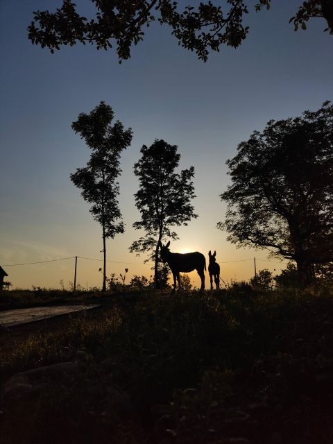 Wild Spring Ranch: Rakovica, Croatia, Horse Riding - The Breakdown: What Makes This Experience stand Out
