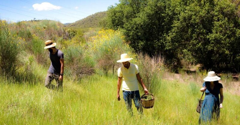Wild walk: discover the local wild flora - Key Points
