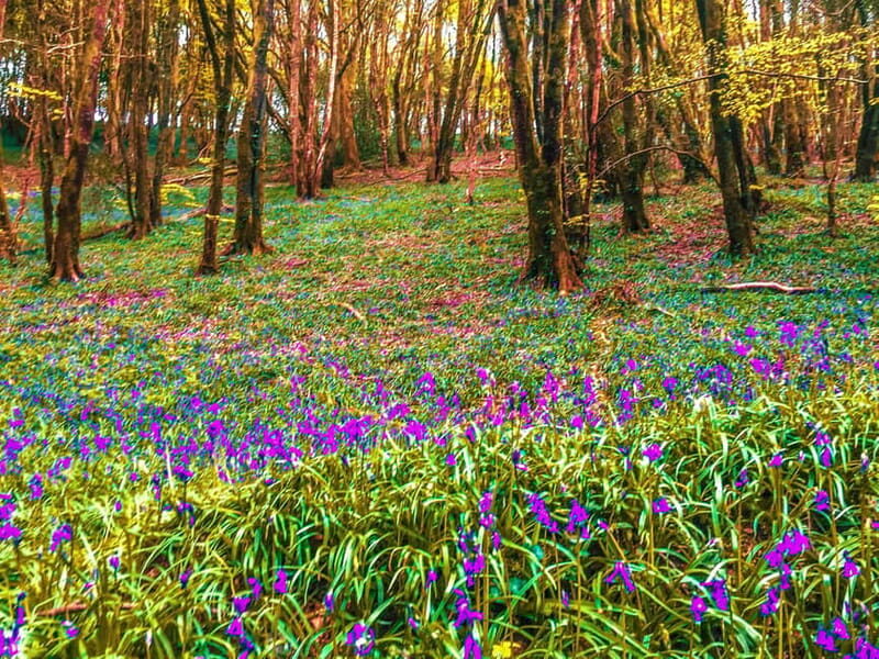 Wild west: Tour Cornwall`s rugged west coast. - An In-Depth Look at the Tour Itinerary